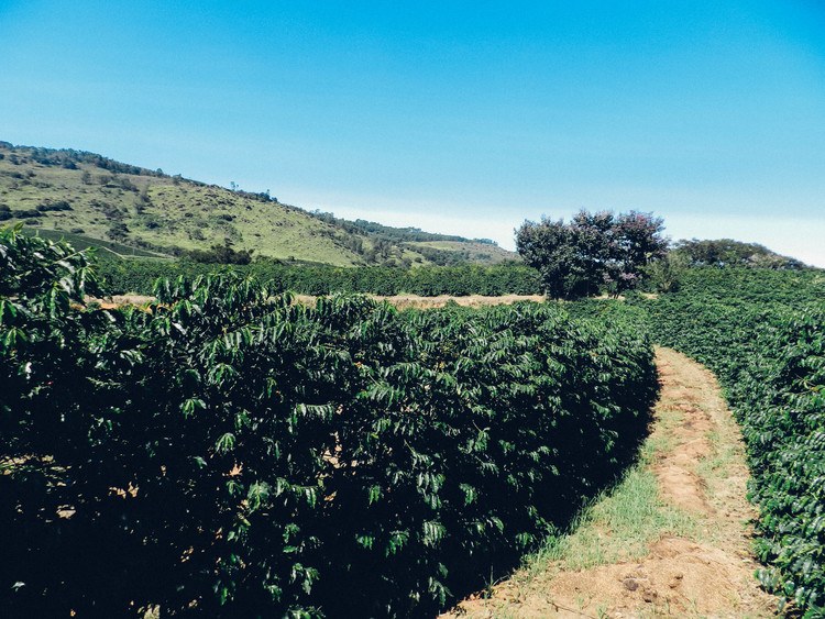 O que fazer em Pinhal